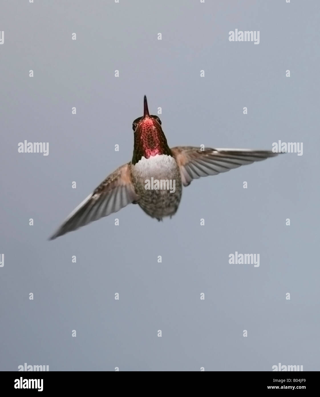 Annas hummingbird male in flight hi-res stock photography and images ...