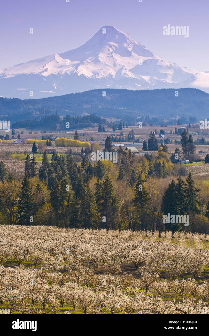 Mount Hood rises above orchards near Hood River in spring Stock Photo ...