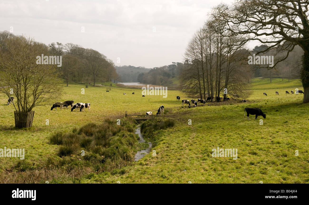 Pastoral scene with cattle grazing Stock Photo - Alamy