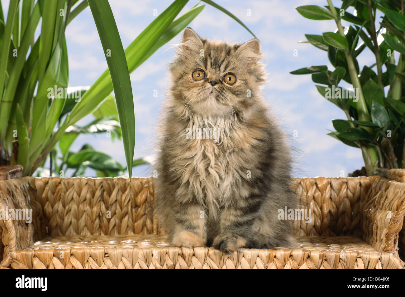 Persian cat - sitting on sofa Stock Photo - Alamy