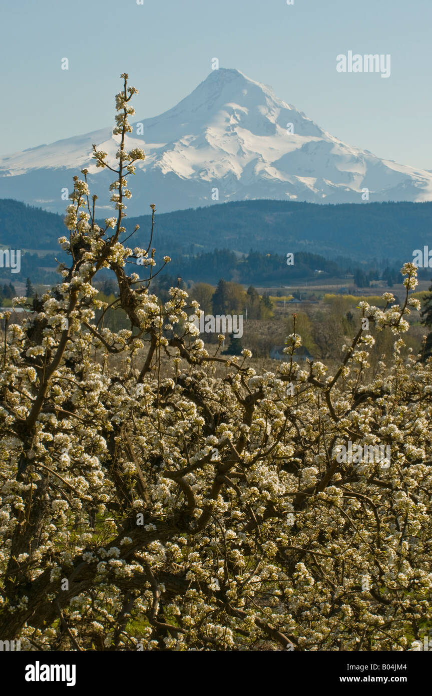 Mount Hood rises above orchards near Hood River in spring Stock Photo ...