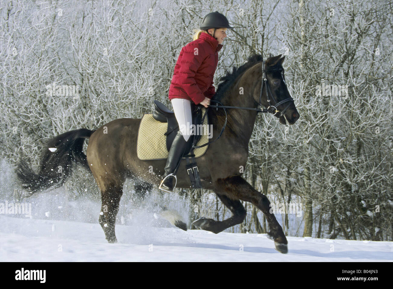 Rider On German Riding Pony High Resolution Stock Photography and ...