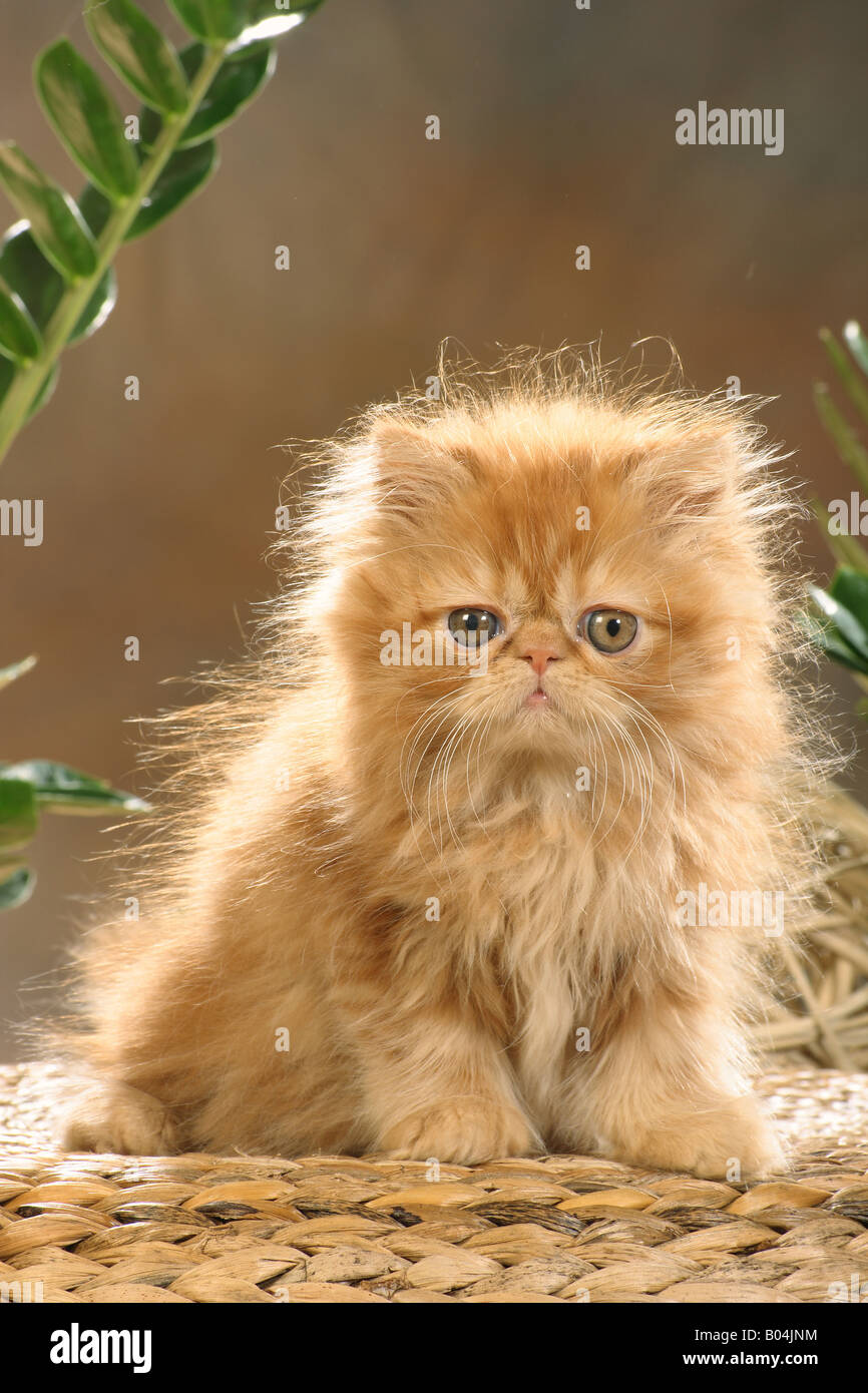Persian kitten - sitting on basket Stock Photo - Alamy