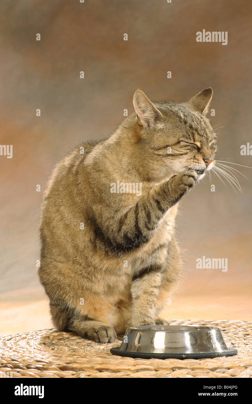 domestic cat - preening itself Stock Photo - Alamy