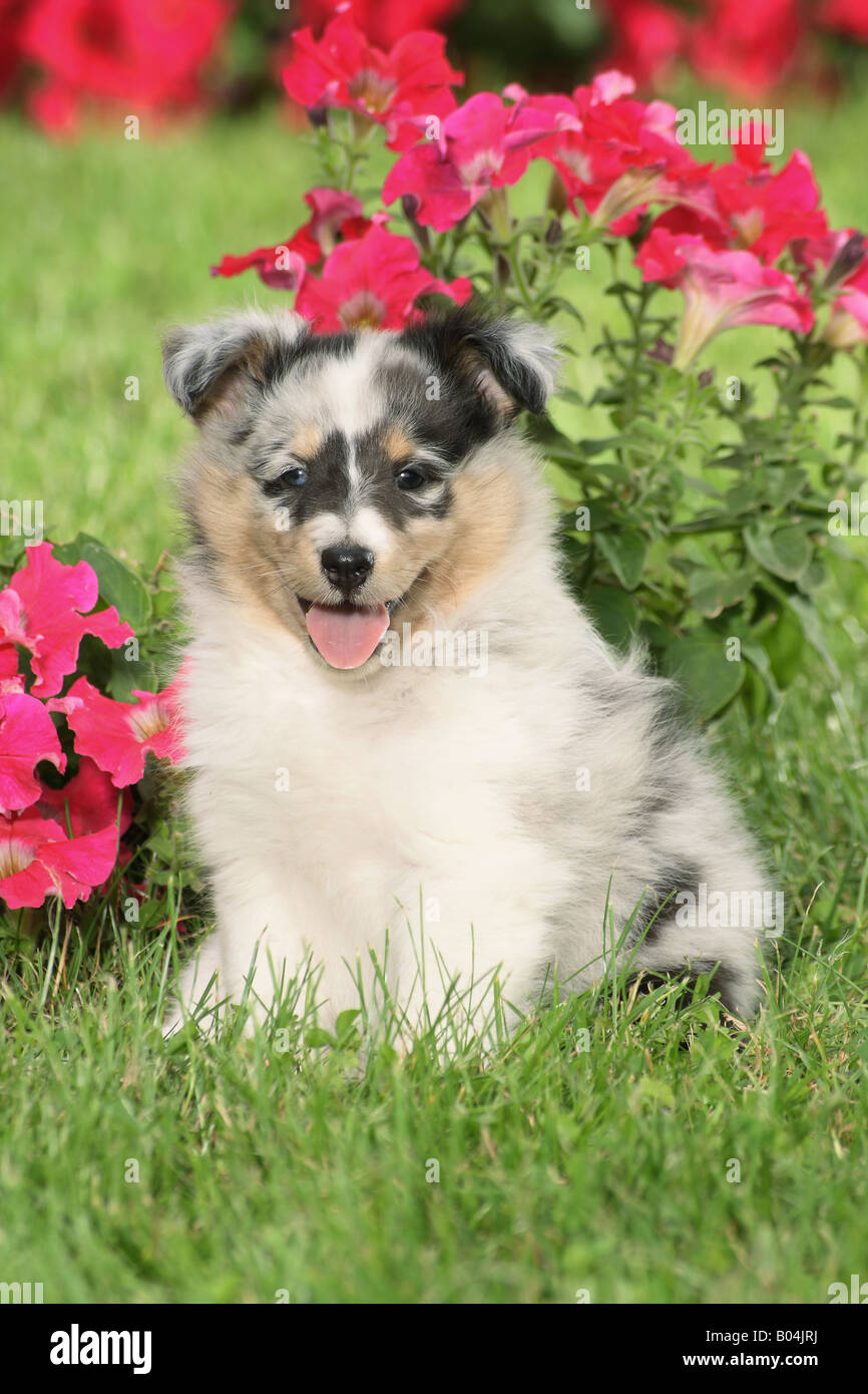 Sheltie - puppy sitting in front of flowers Stock Photo - Alamy