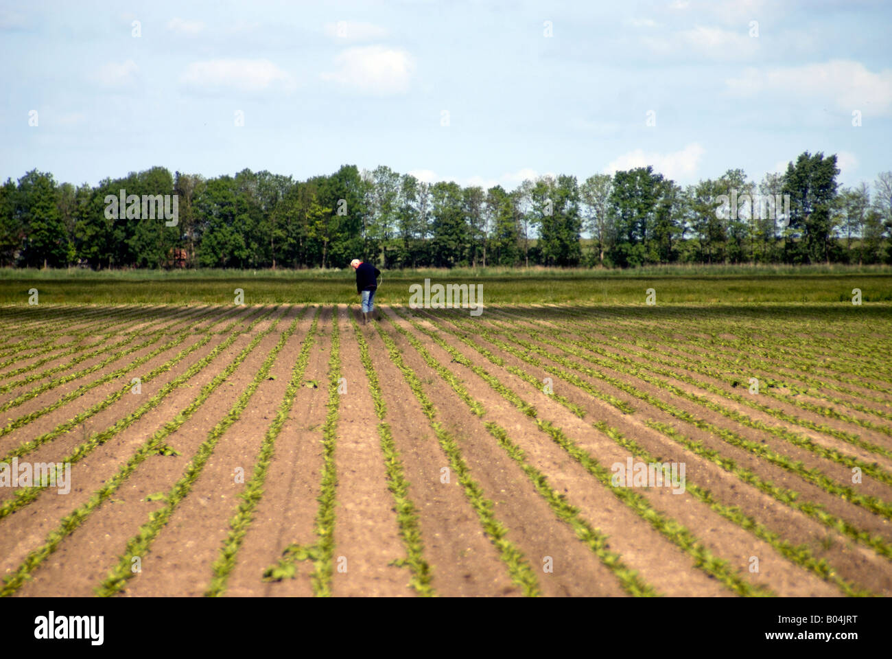 farmer spraying crop by hand in field Stock Photo - Alamy