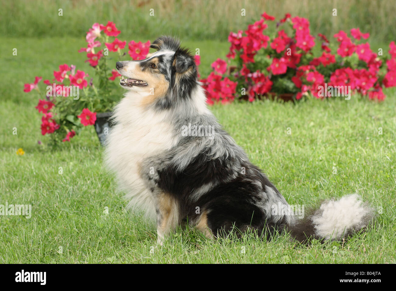 Sheltie - sitting in front of flowers Stock Photo - Alamy