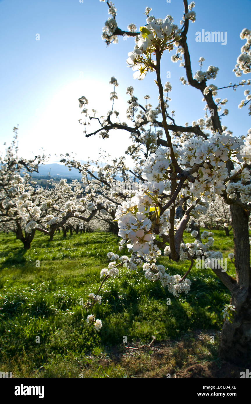 Cherry trees in bloom in Hood River Oregon Stock Photo - Alamy
