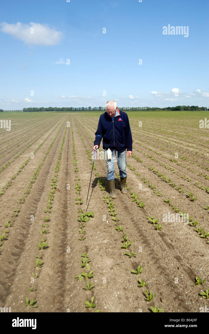 farmer spraying crop by hand in field Stock Photo - Alamy