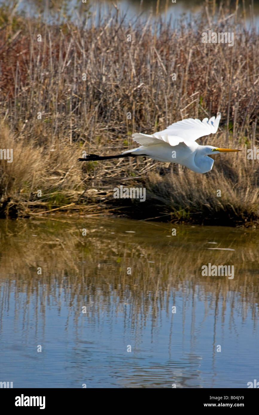 Flying common egret hi-res stock photography and images - Alamy
