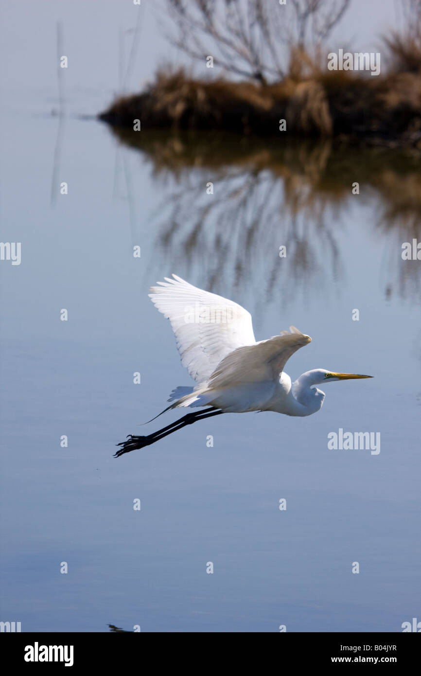 Great Egret flying over a salt marsh Stock Photo - Alamy