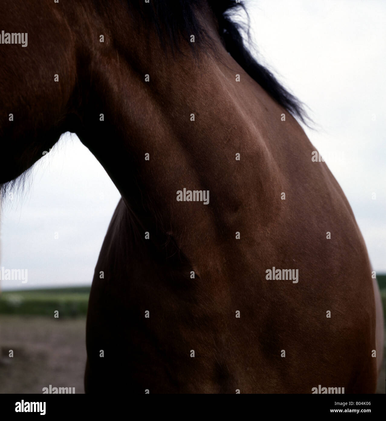 Close up on horse neck Stock Photo - Alamy