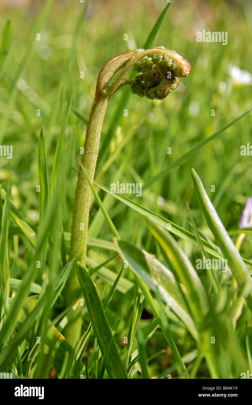 New fern in Springtime Stock Photo - Alamy