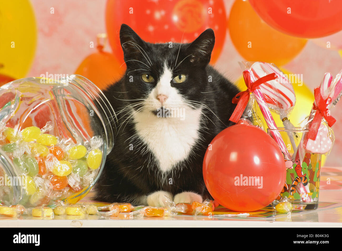 domestic cat - lying between balloons and sweets Stock Photo - Alamy