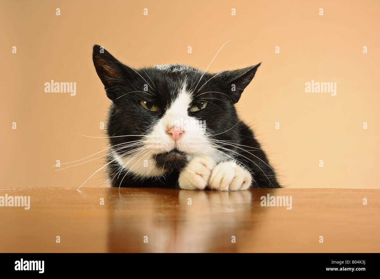 Cat Paws Edge Table High Resolution Stock Photography and Images - Alamy