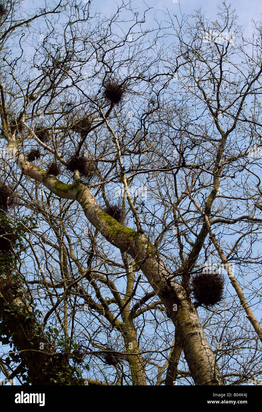 Bird's nests in a tree Stock Photo - Alamy