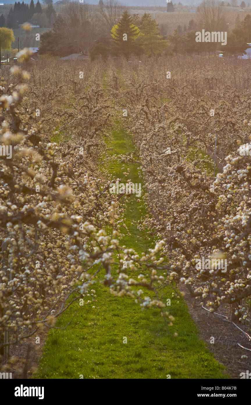 Cherry trees in bloom in Hood River Oregon Stock Photo - Alamy