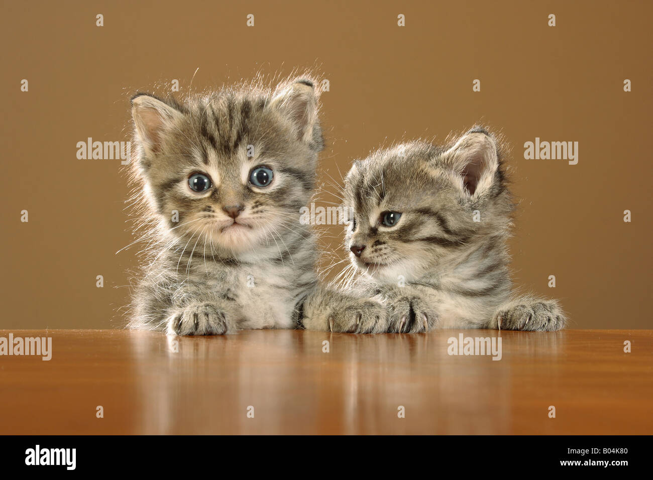 Two paws hi-res stock photography and images - Alamy
