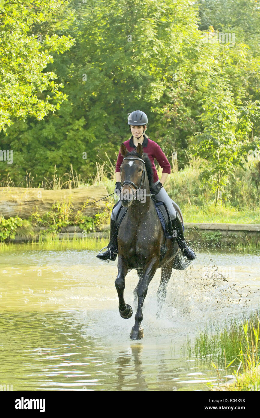 Young lady on back of her German horse riding through water Stock Photo ...