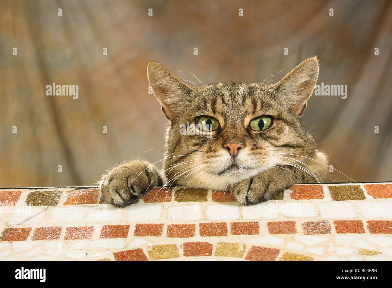domestic cat - head and paws on edge of table Stock Photo - Alamy
