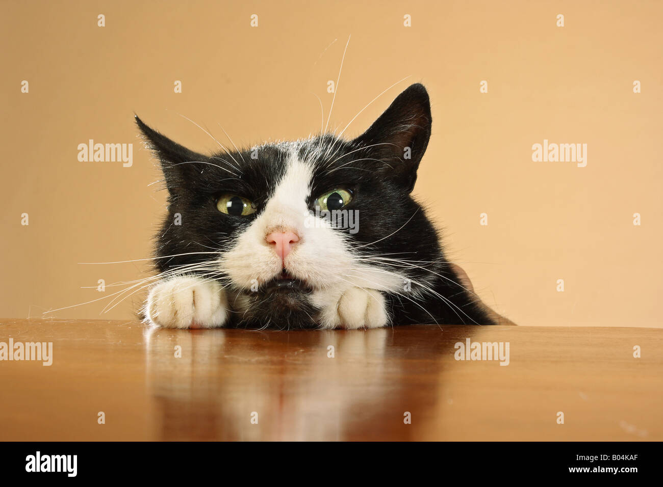 Cat Paws Edge Table High Resolution Stock Photography and Images - Alamy