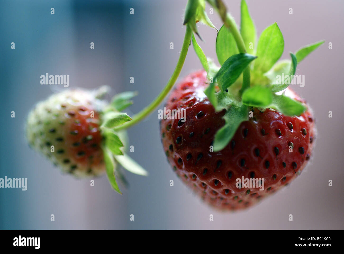 A Close up image of an English Strawberry set against a pastel ...