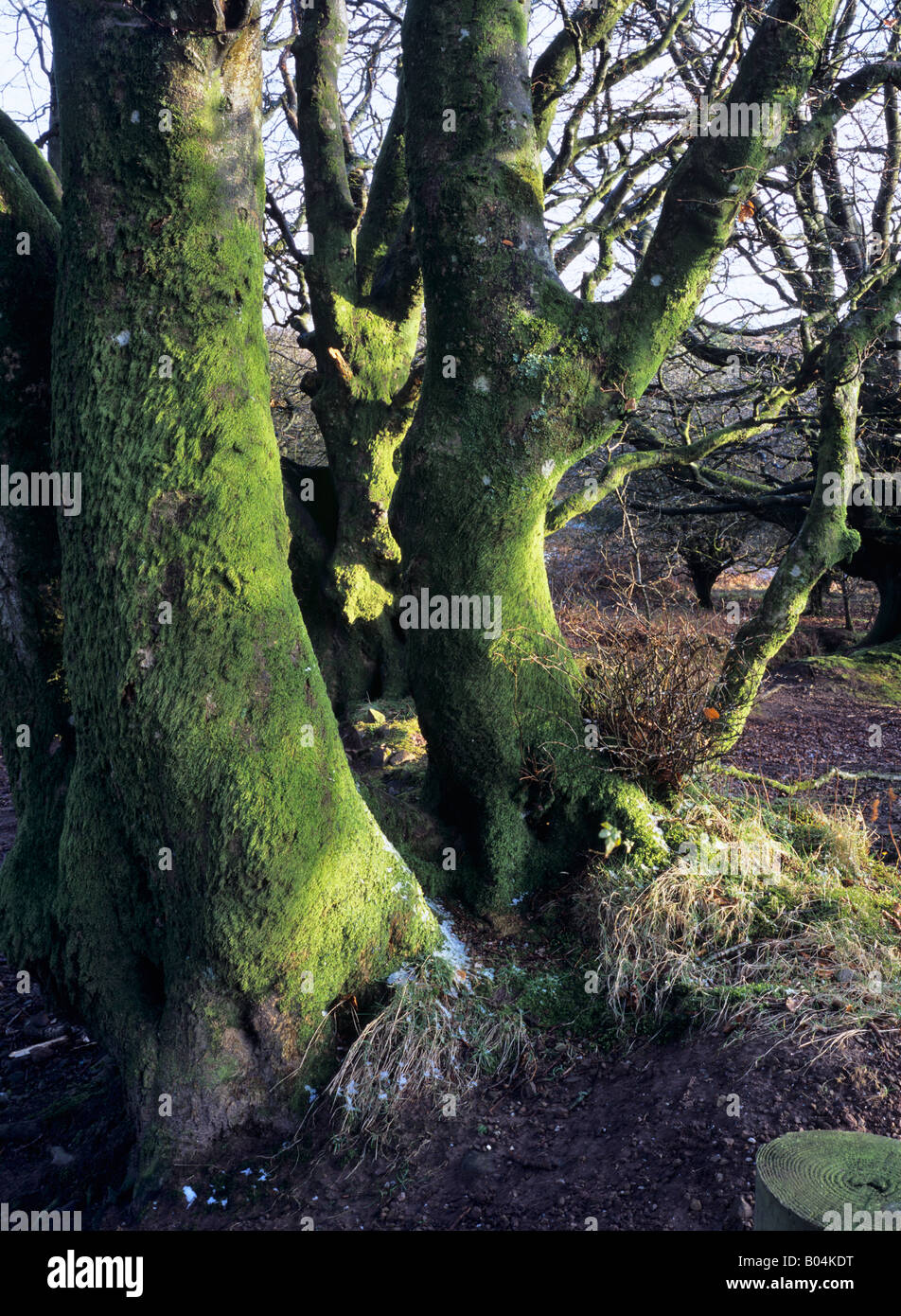 Green growth on beech trees at Triscombe Stock Photo - Alamy