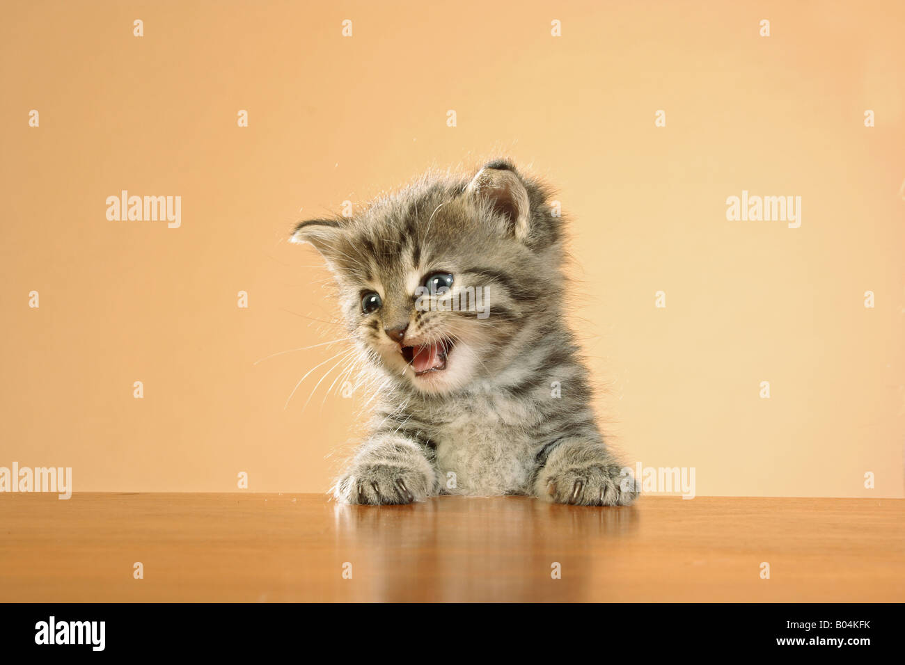 kitten - paws on edge of table Stock Photo - Alamy