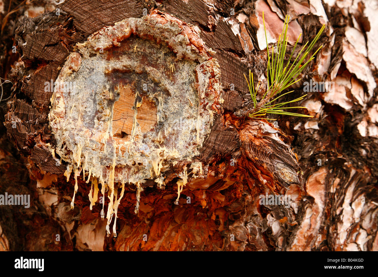 Resin dripping from the trunk of a pine tree hi-res stock photography ...