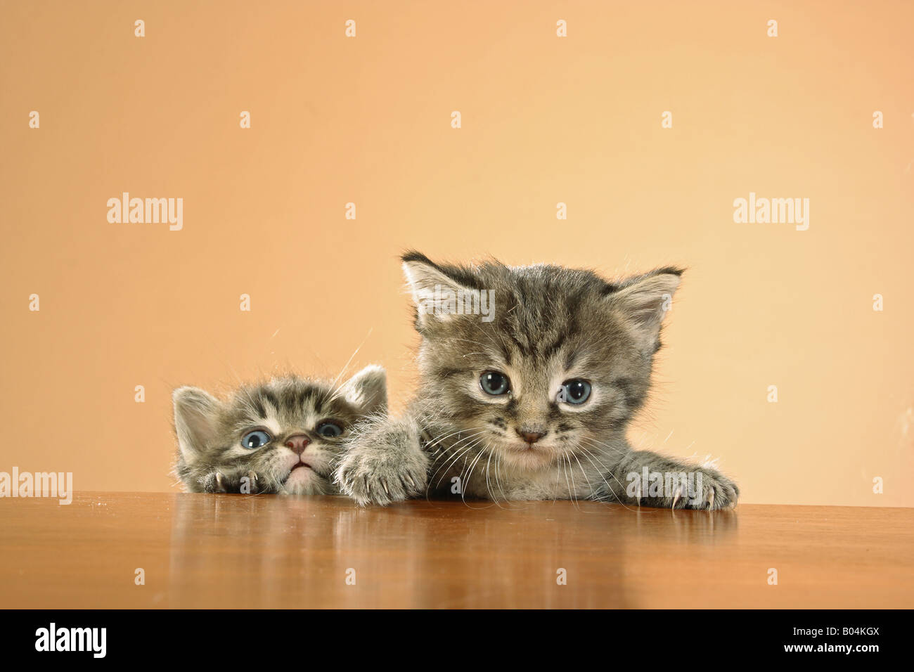 Cat Paws Edge Table High Resolution Stock Photography and Images - Alamy