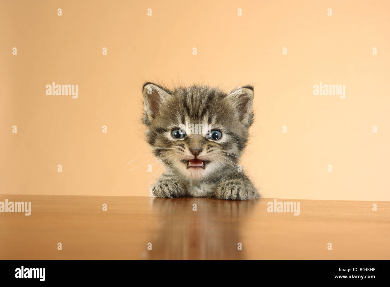 Domestic cat. Kitten with head and paws on edge of table Stock Photo ...
