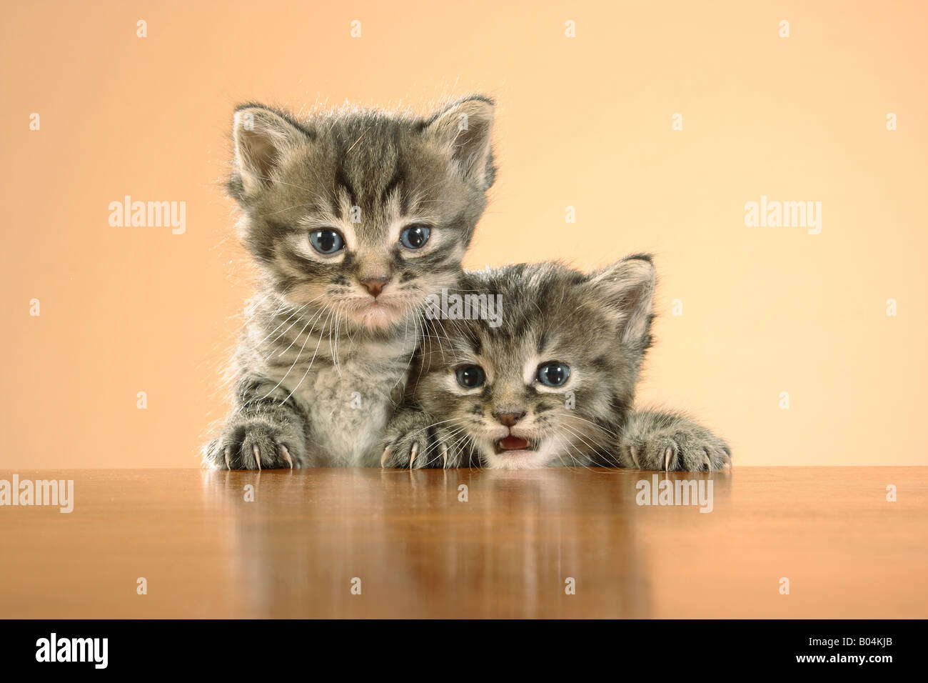 Two paws hi-res stock photography and images - Alamy