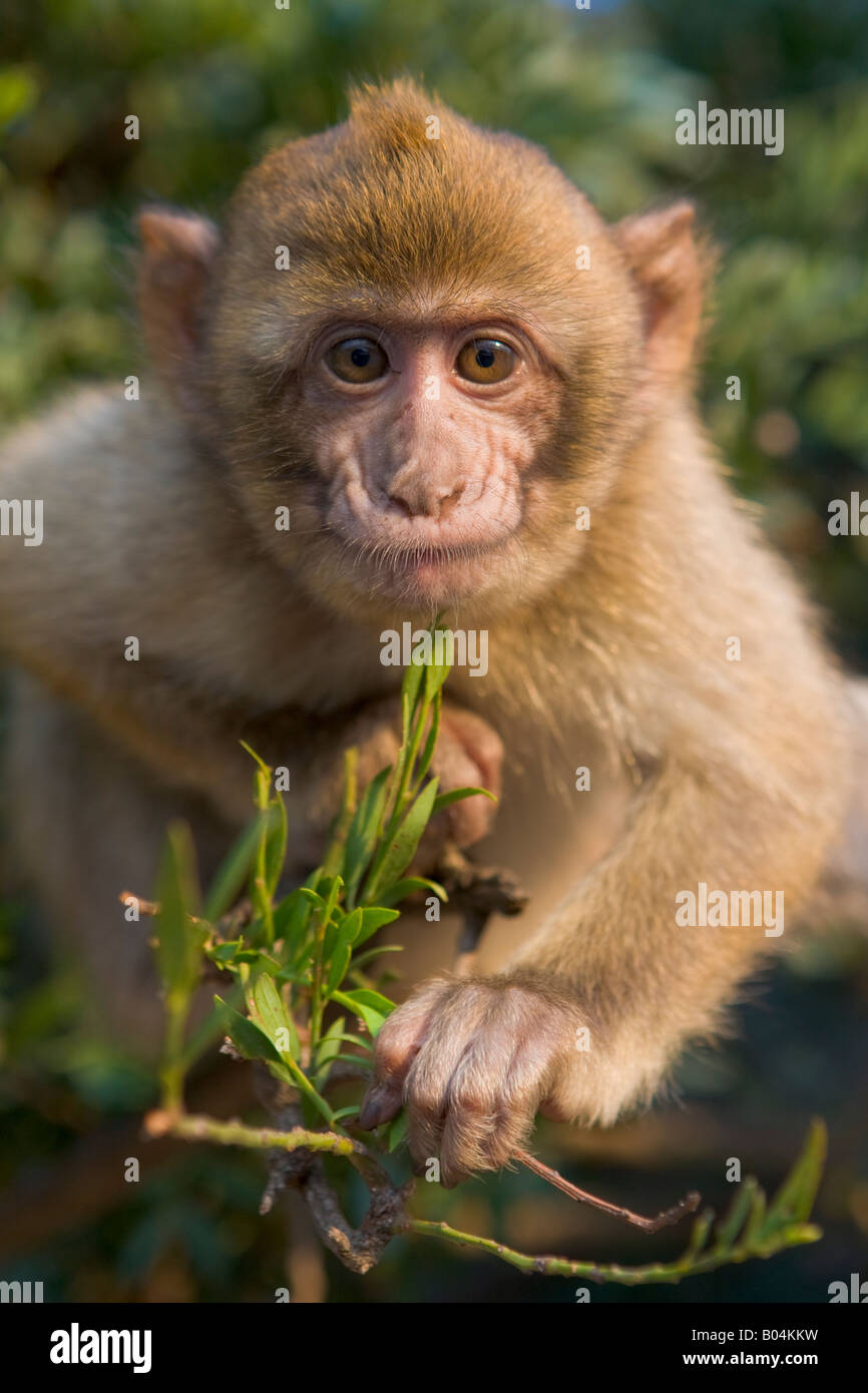 Young Barbary Macaque (aka Barbary Ape), Macaca sylvanus, in a tree on ...