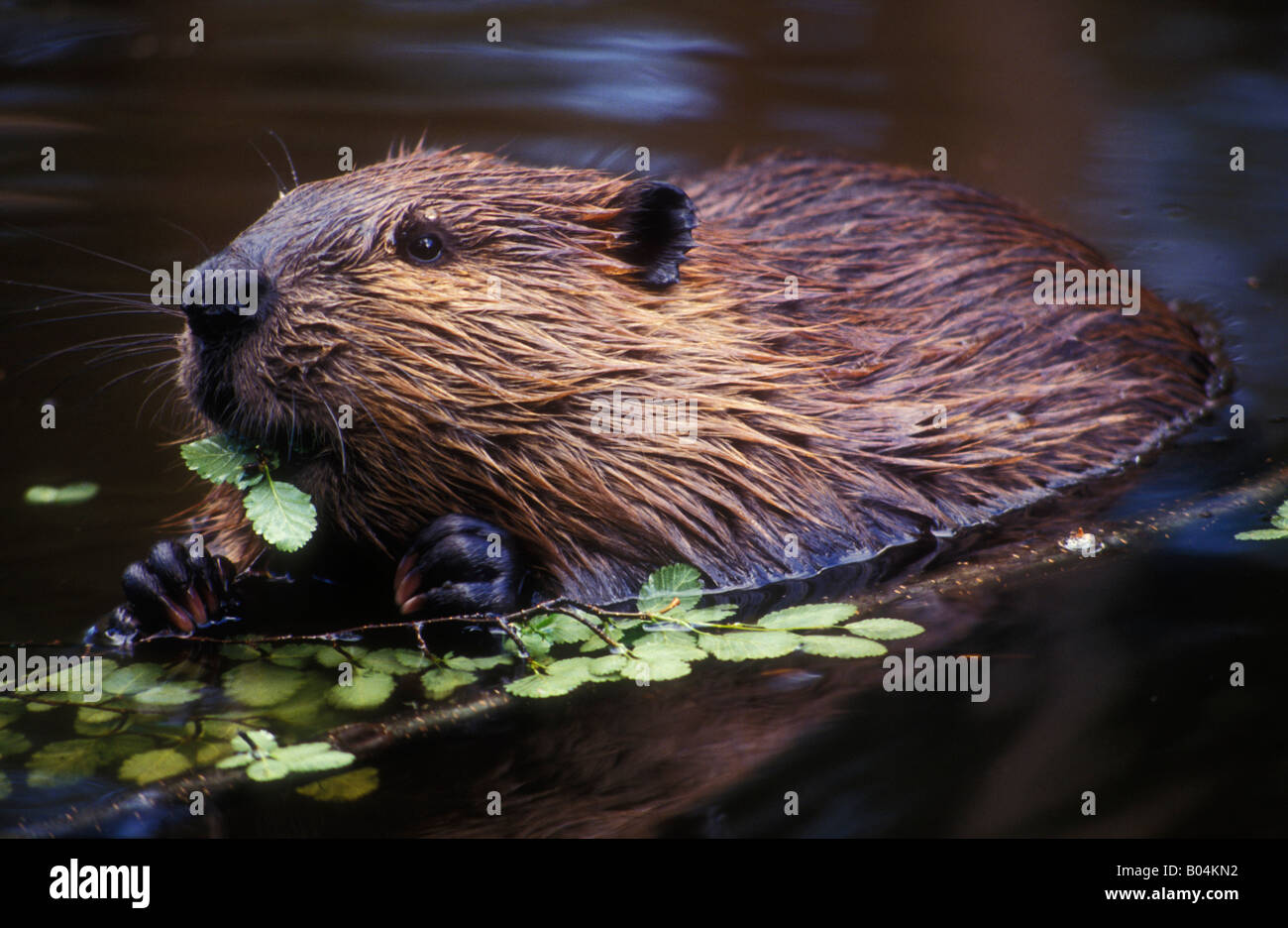 Especie argentina hi-res stock photography and images - Alamy