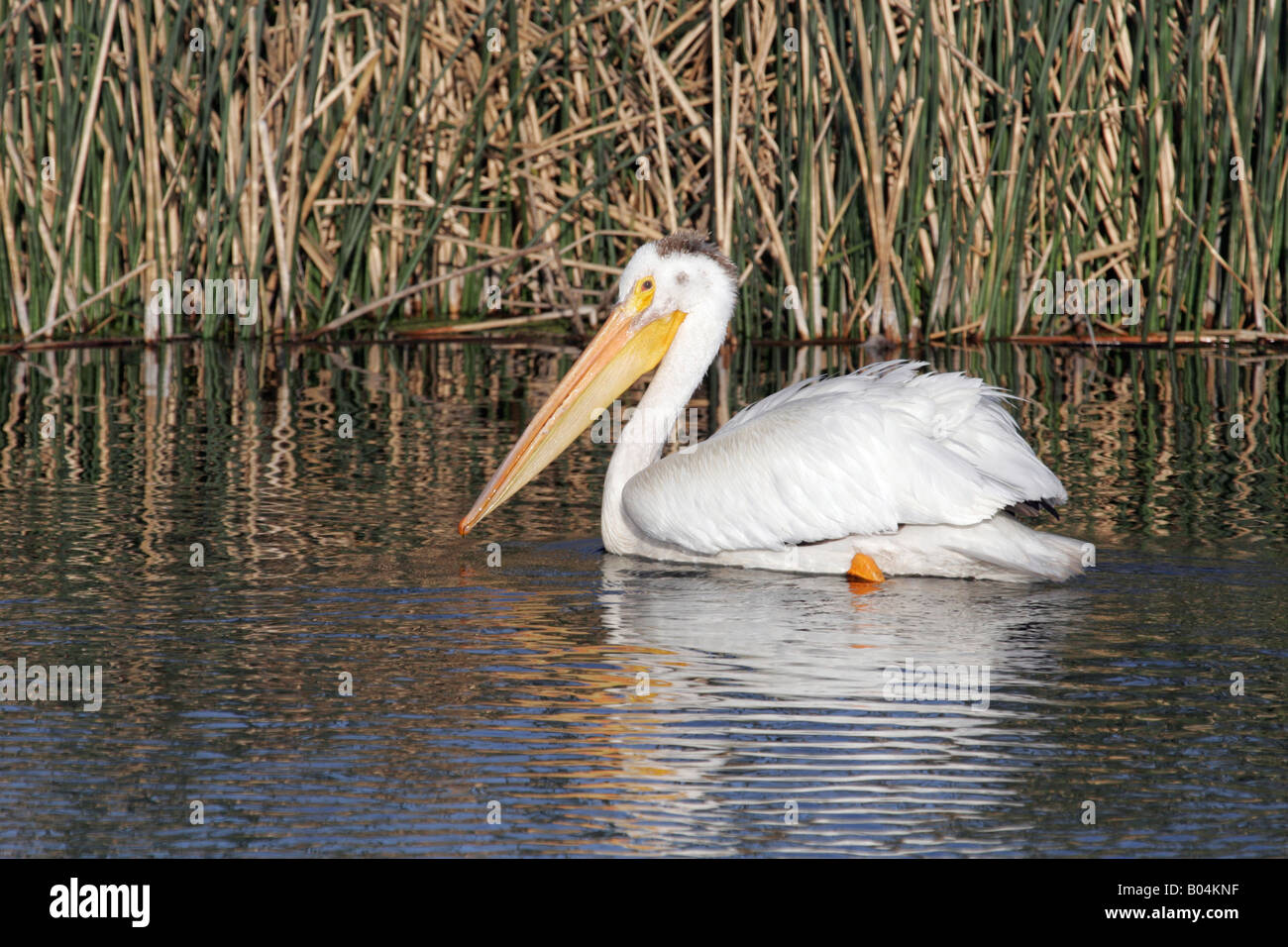 American White Pelican Pelecanus erythrorhynchos Stock Photo - Alamy