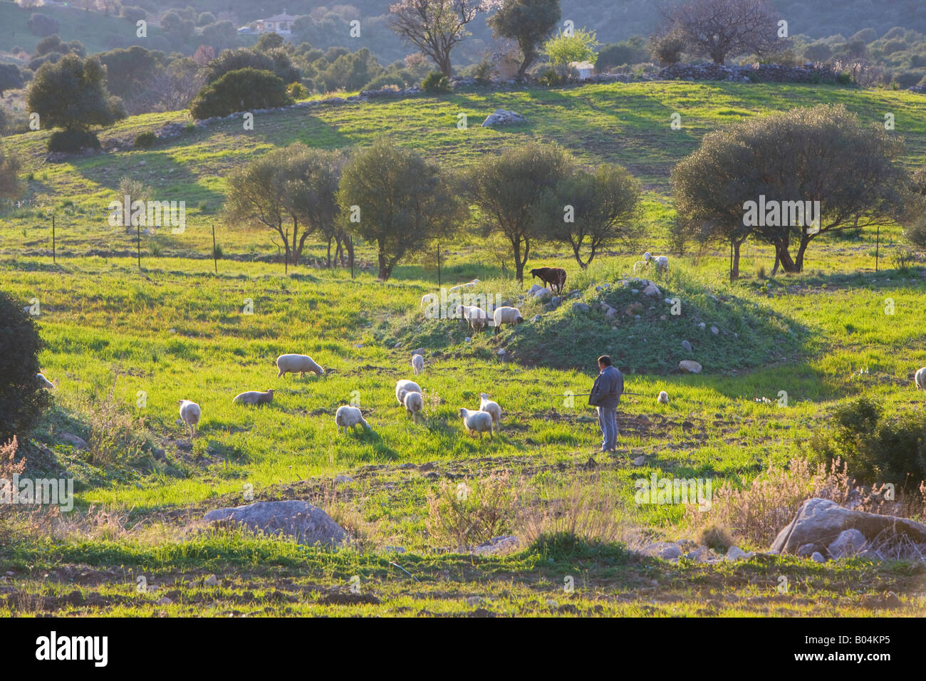 Tending sheep hi-res stock photography and images - Alamy