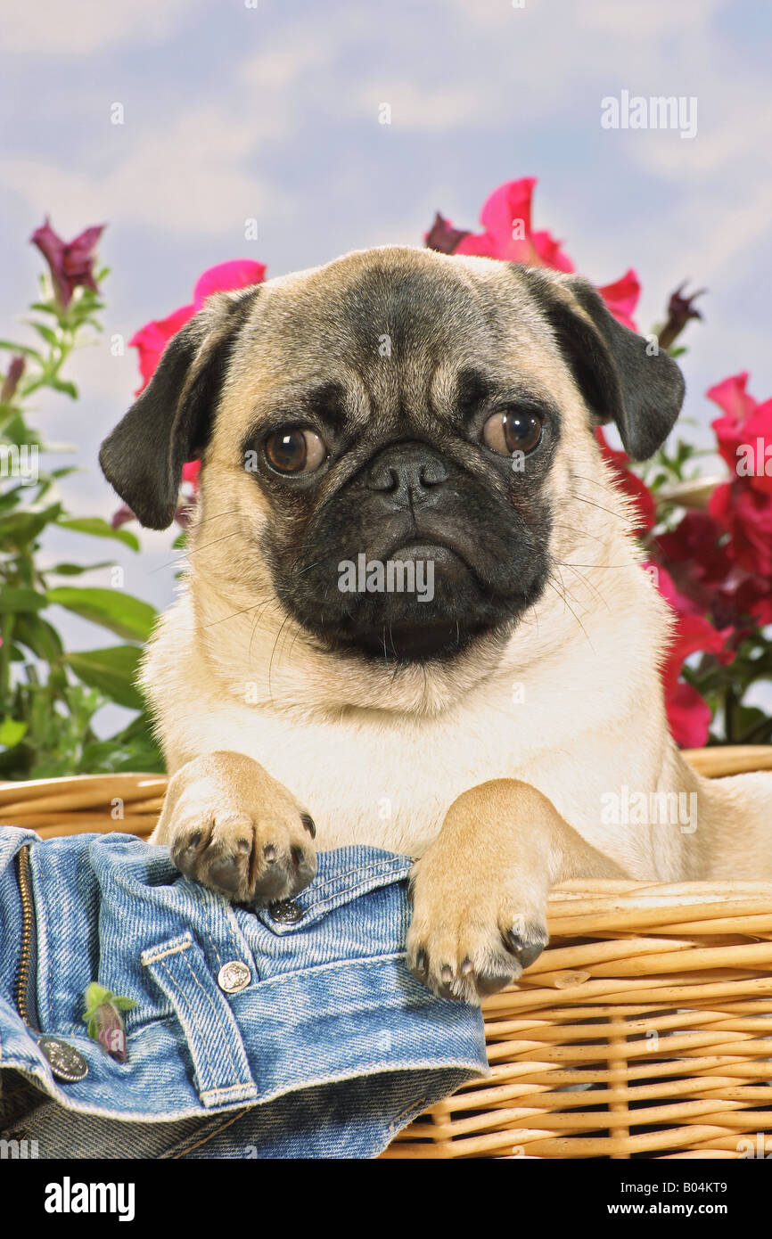 pug - sitting in basket Stock Photo - Alamy