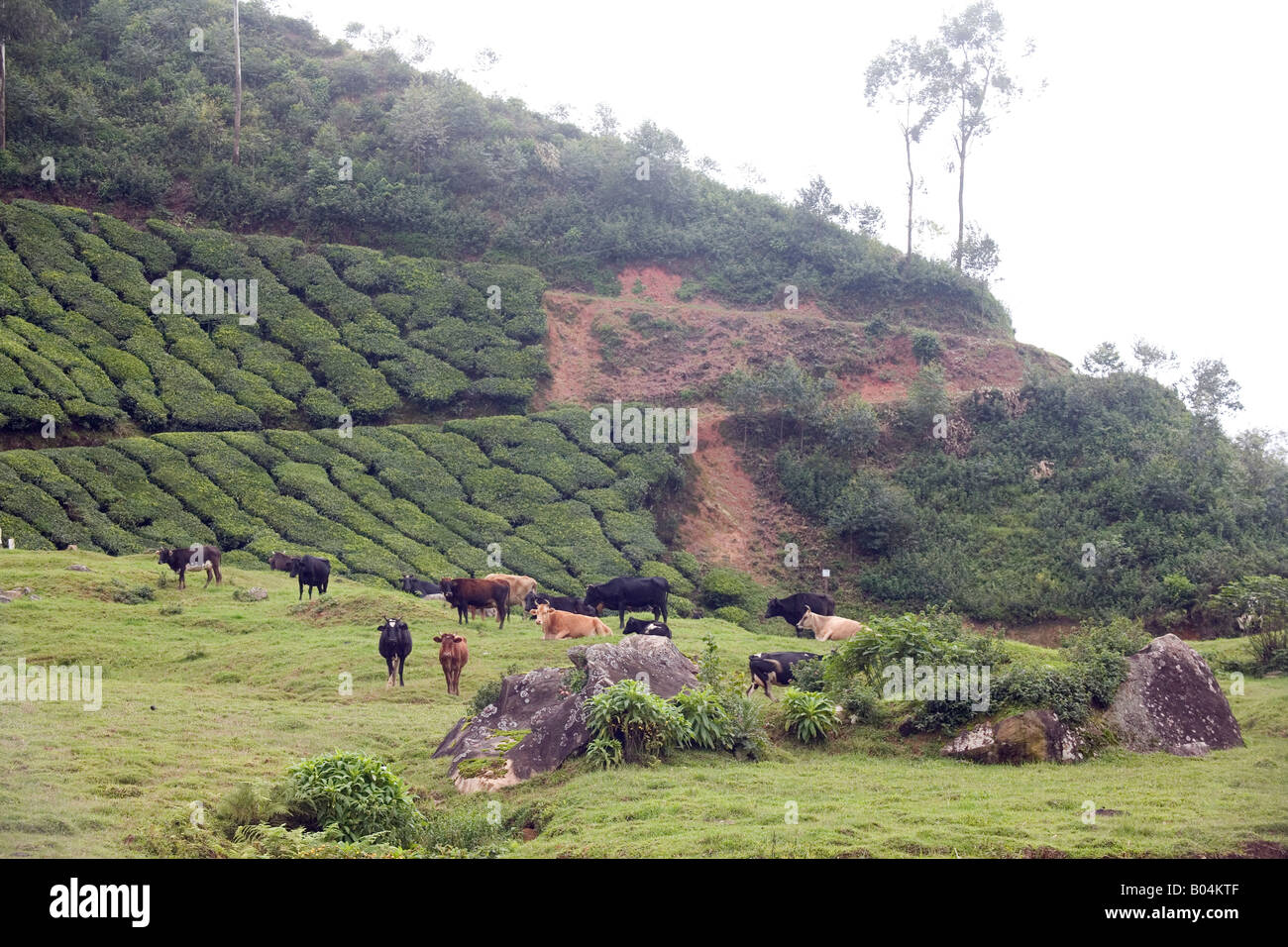 Cows in high altitude meadow and pasture land surrounded by undulating ...