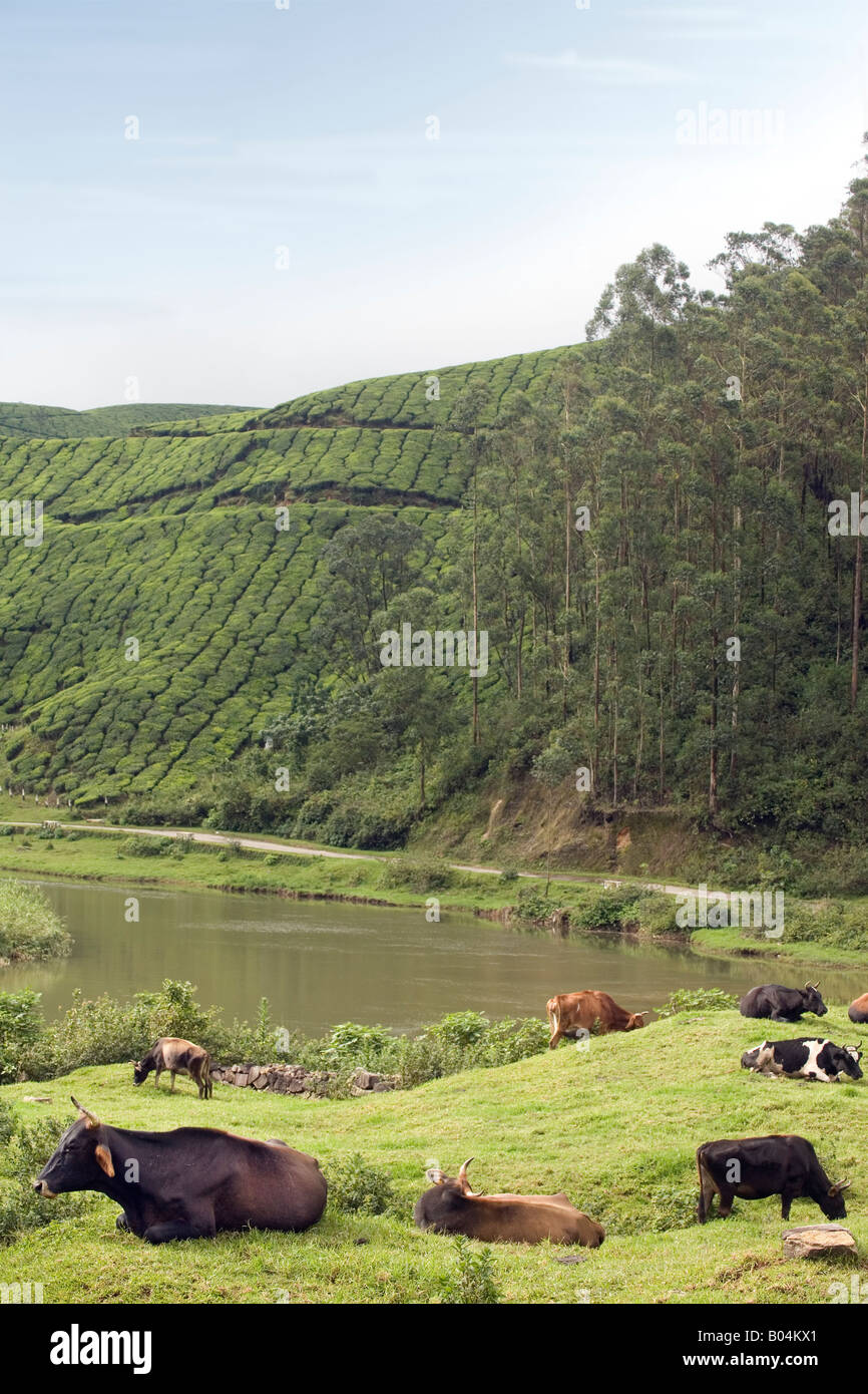Altitude pastures hi-res stock photography and images - Alamy