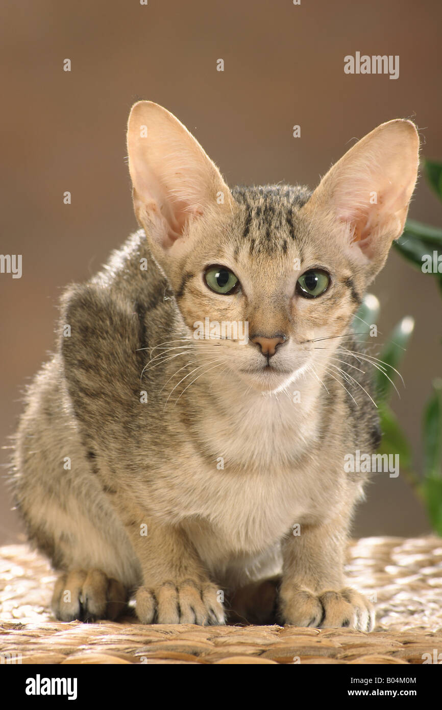 Oriental Shorthair cat - sitting on basket Stock Photo - Alamy