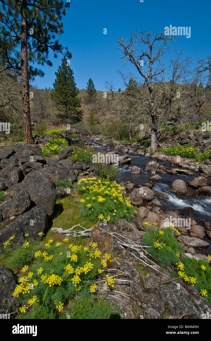 High mountain creek in spring Stock Photo - Alamy
