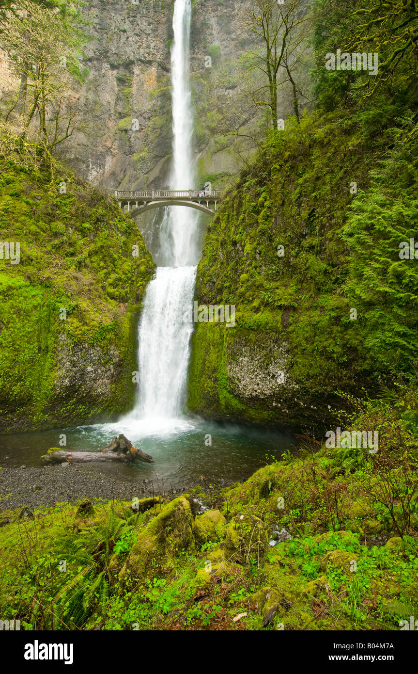 Oregon. Multnomah falls. Lush moss covers the landscape in this ...