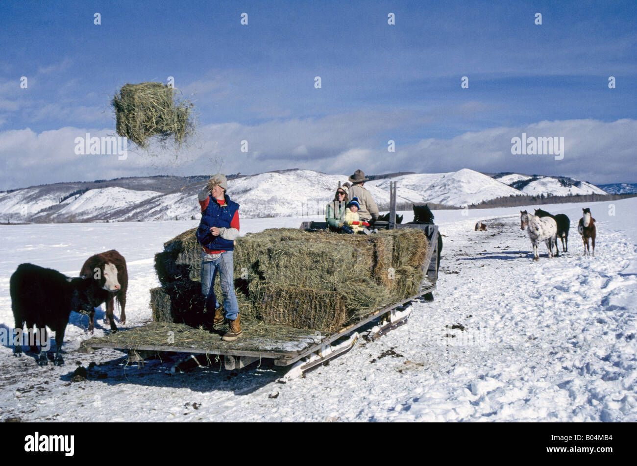 Cattle ranchers in the high Rocky Mountains feed their cattle herd ...