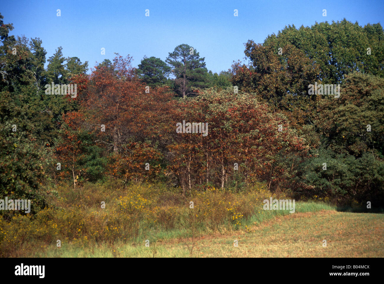 Texas USA Road To Austin Countryside Stock Photo - Alamy