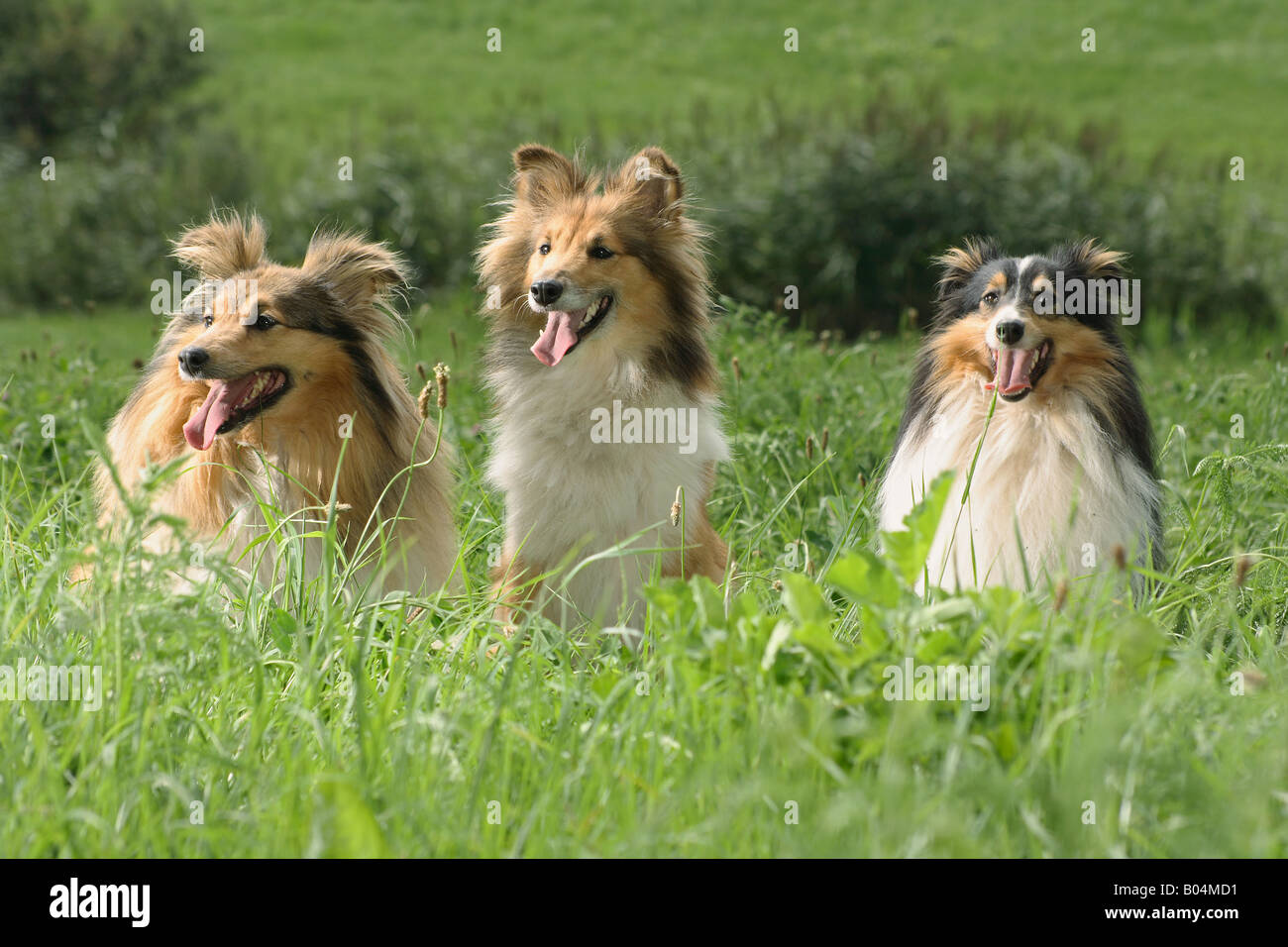 Group of shelties hi-res stock photography and images - Alamy