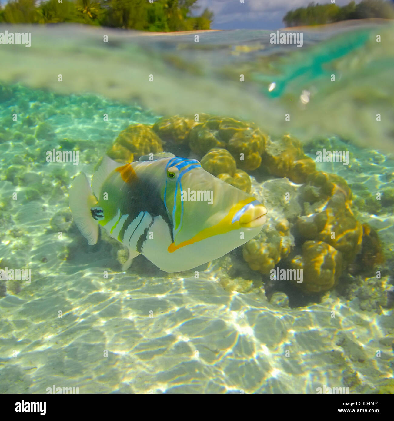 Picasso Lagoon Triggerfish photographed in lagoon around Rarotonga ...
