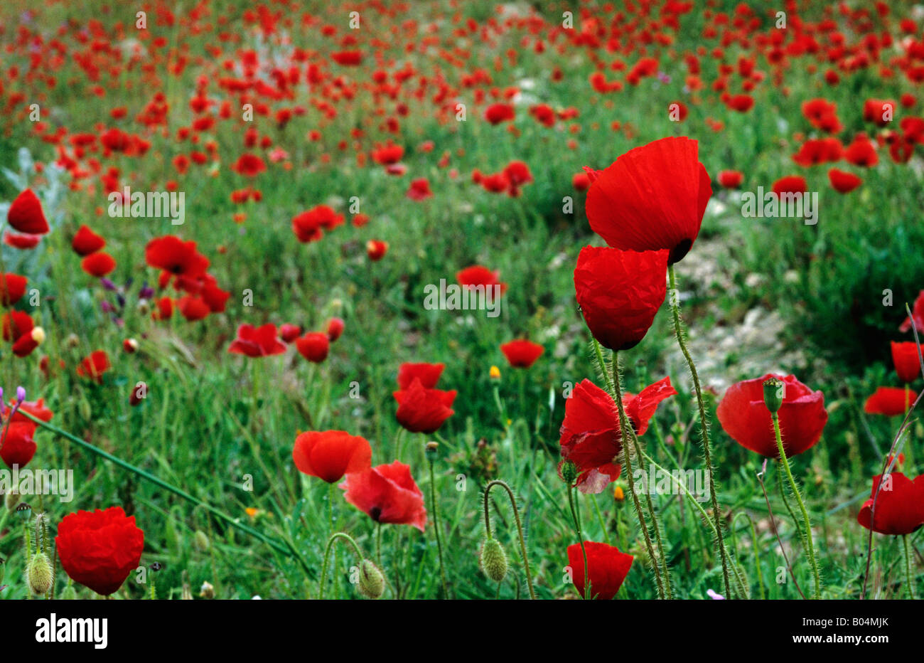 Poppies field cabo de gata hi-res stock photography and images - Alamy
