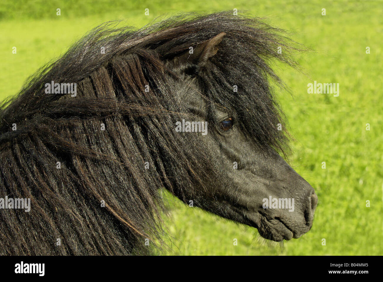 Shetland pony stallion Stock Photo - Alamy