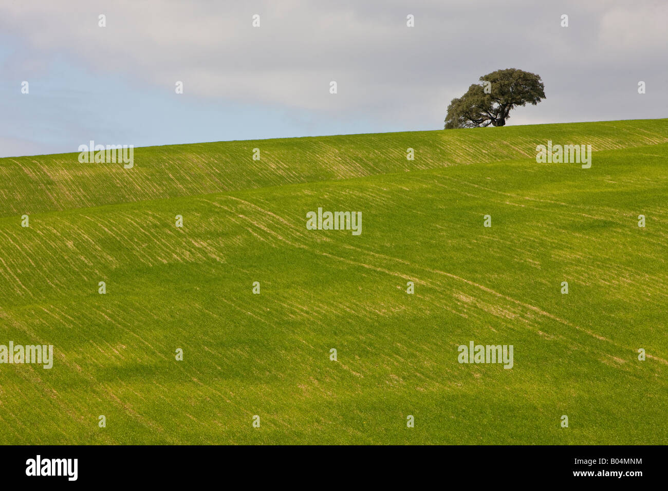 Single tree on a ridge of a lush green paddock along the Ruta de los ...