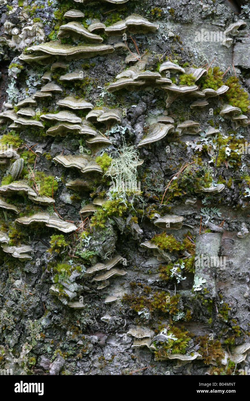 Licons hi-res stock photography and images - Alamy